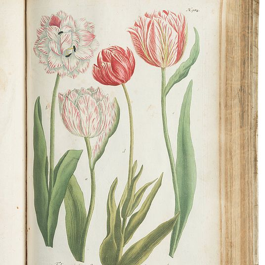 Tulpe